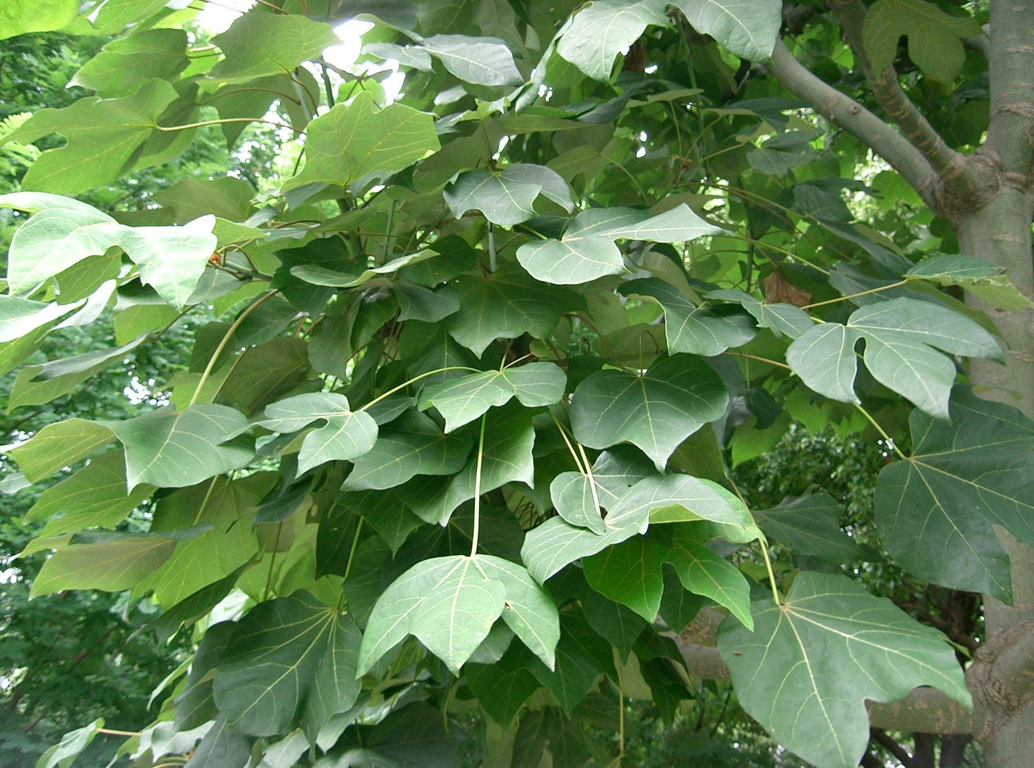 Saudara Laki-Laki Menjadi Penguasa dengan Daun Wu Tong » Dinasti Zhou ...